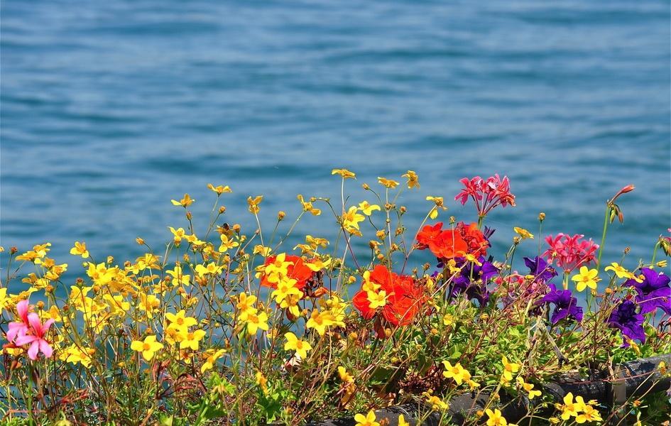 Add some Spring bling to your waterfront.