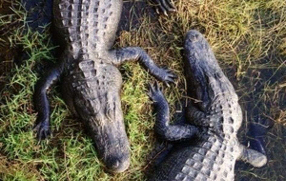 Alligator mating season is one date you don't want to crash.