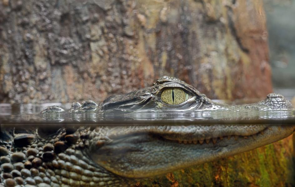 Can a clean waterfront help keep snakes and alligators away?