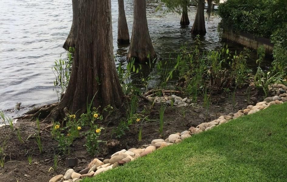 Give your waterfront a makeover with the right aquatic plants.